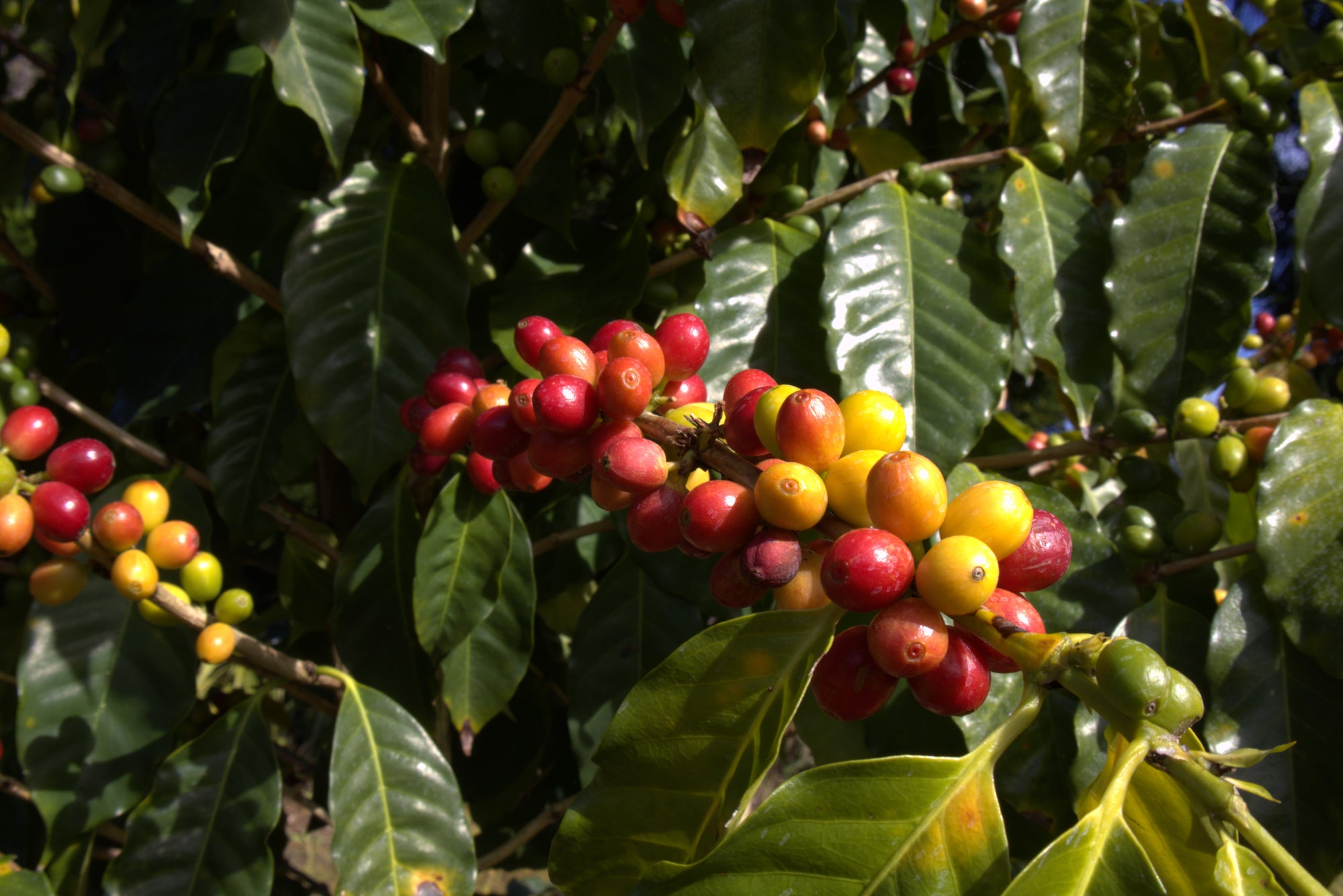 The Rising Sun Coffee | 100% Specialty Hawaiian Coffee farm from Kau